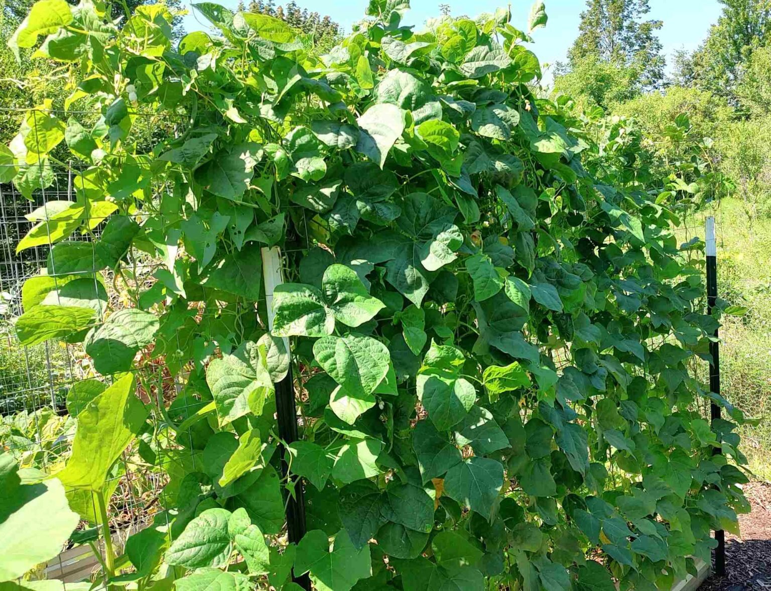 How to Grow Beans - Garden with Amber